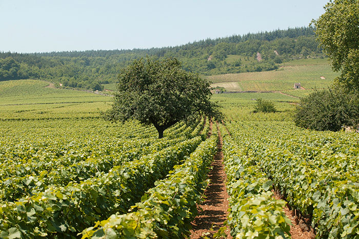 Prosper Maufoux » Wein aus Frankreich Bourgogne Beaujolais Villages