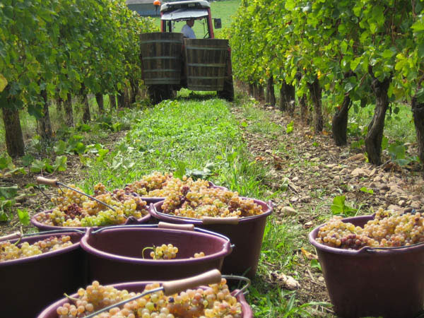 Prosper Maufoux » Wein aus Frankreich Bourgogne Beaujolais Villages